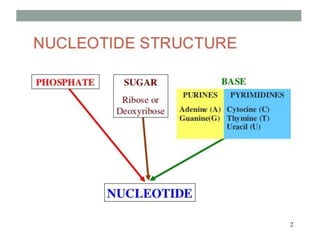 Nucliec acids and Nucleotide | PDF | Chemistry | Science