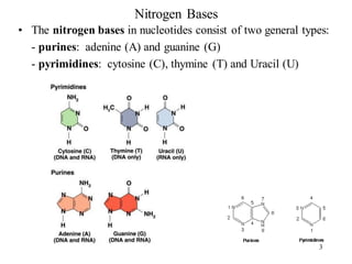 Nucliec acids and Nucleotide | PDF | Chemistry | Science