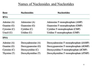 Nucliec acids and Nucleotide | PDF | Chemistry | Science