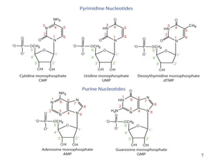 Nucliec acids and Nucleotide | PDF | Chemistry | Science