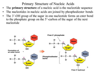 Nucliec acids and Nucleotide | PDF | Chemistry | Science