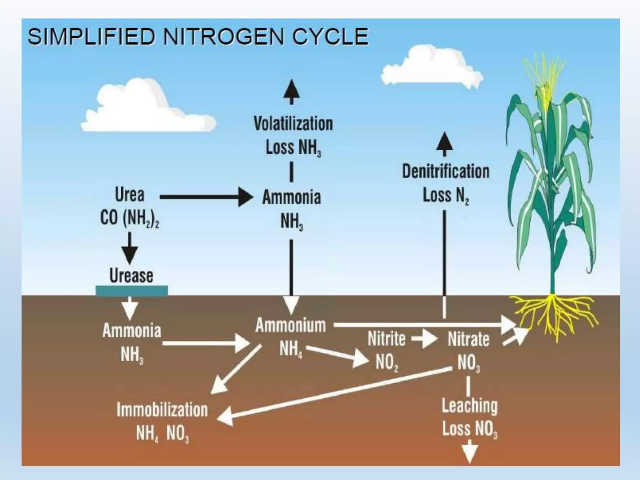 Nitrogen Use Efficiency | PPTX