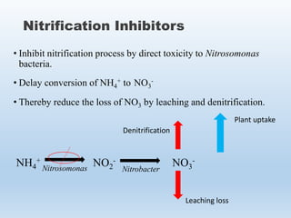 Nitrogen Use Efficiency | PPTX
