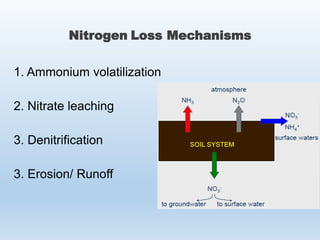 Nitrogen Use Efficiency | PPTX