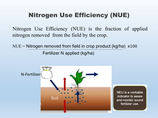 Nitrogen Use Efficiency | PPT