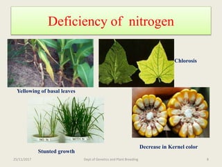 Breeding for nitrogen use efficiency in cereals | PPTX