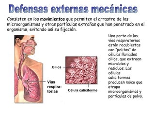Nuestras Defensas | PPS