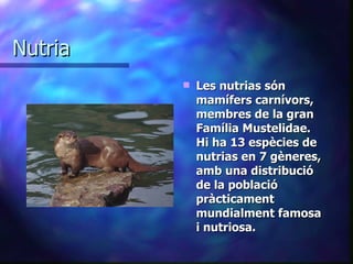 Animals | PPT