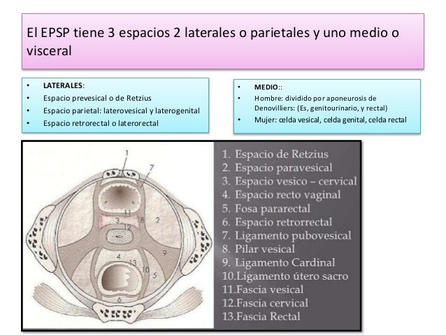 ESPACIO PELVIS SUBPERITONEAL O PELVISVICERAL, PERINE DIVISION Y PLANOS
