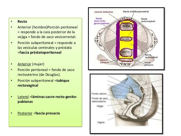 ESPACIO PELVIS SUBPERITONEAL O PELVISVICERAL, PERINE DIVISION Y PLANOS