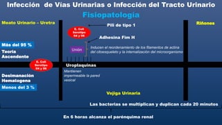 Infección de Vías Urinarias o Infección del Tracto Urinario (IVU o ITU ...