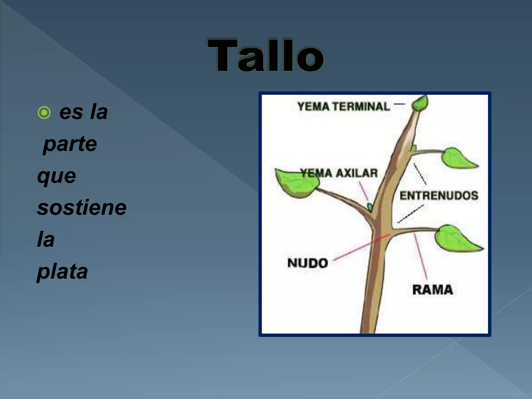 tipos de tallos de las plantas | PPT