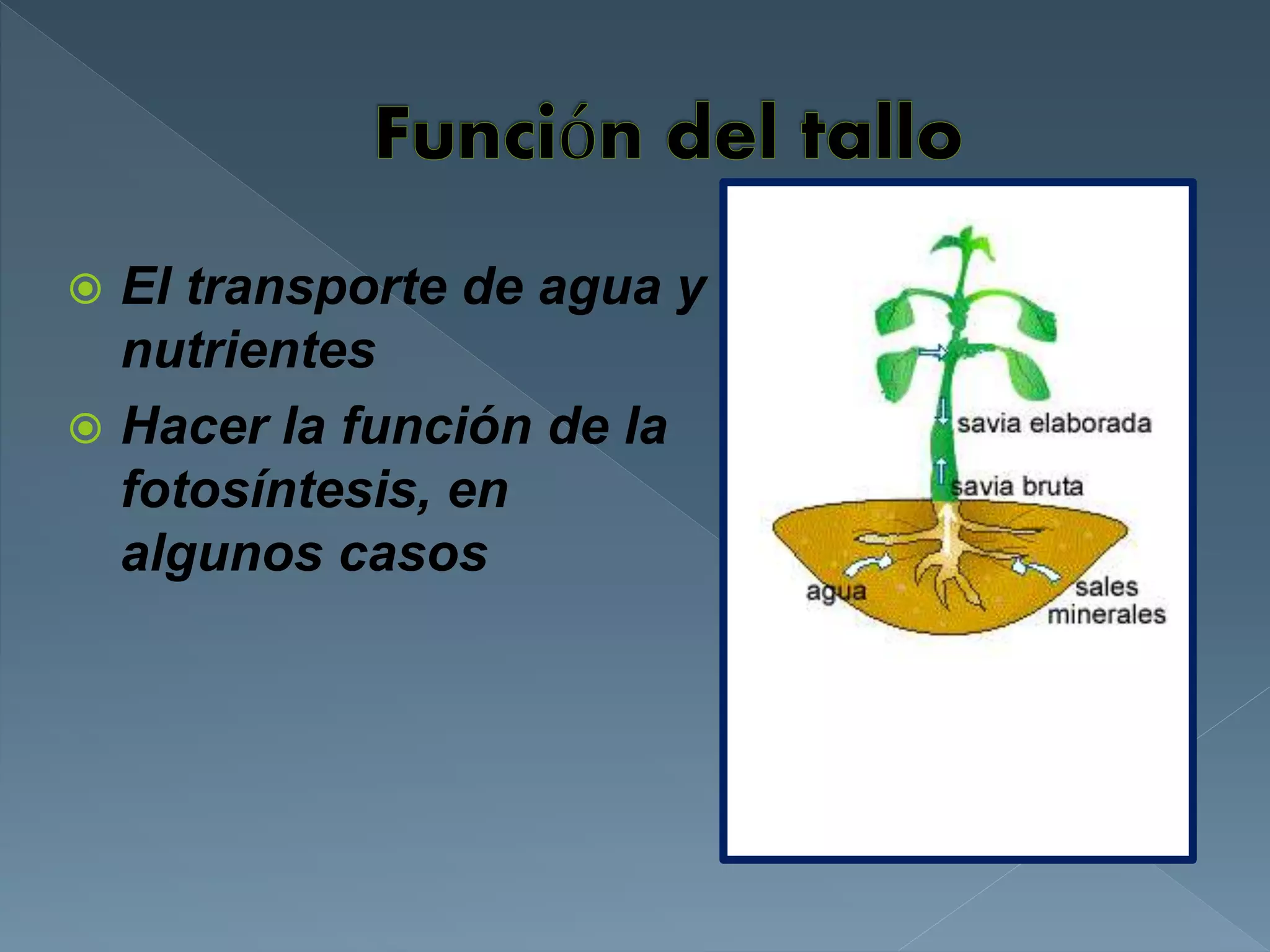 tipos de tallos de las plantas | PPT
