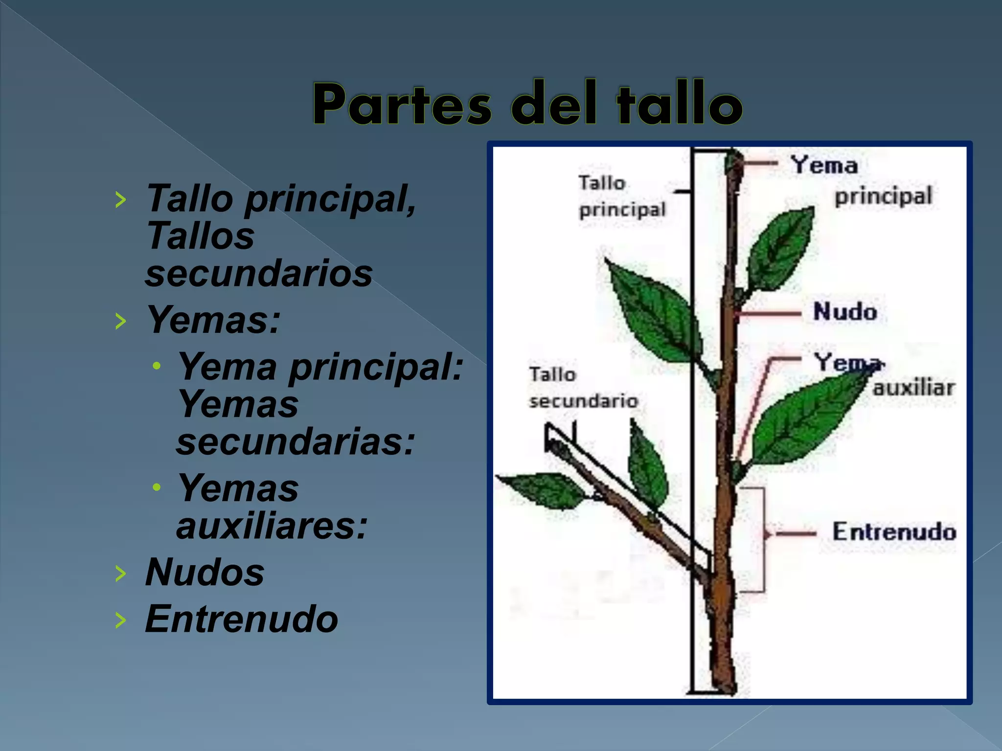 tipos de tallos de las plantas | PPT