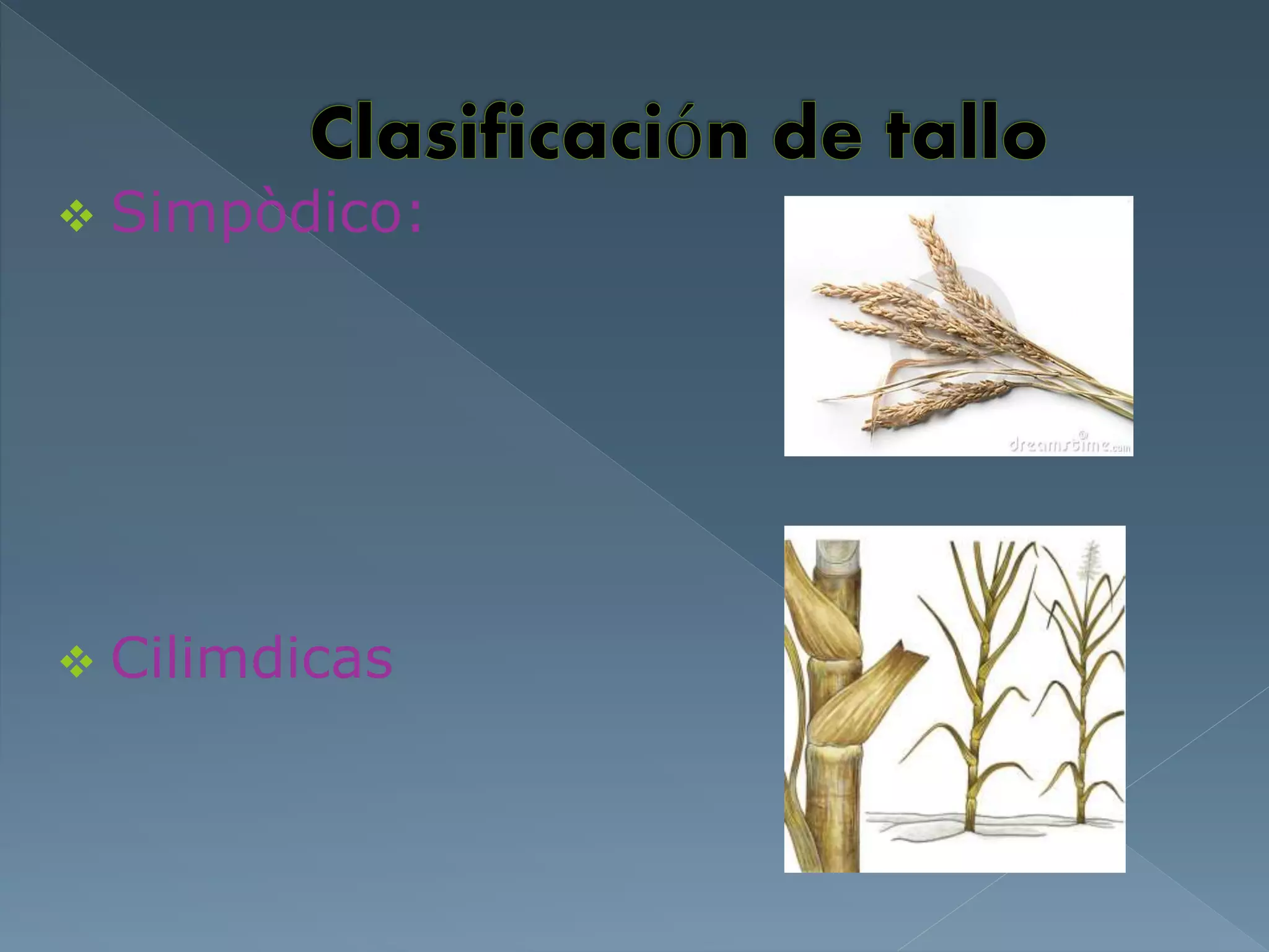 tipos de tallos de las plantas | PPT