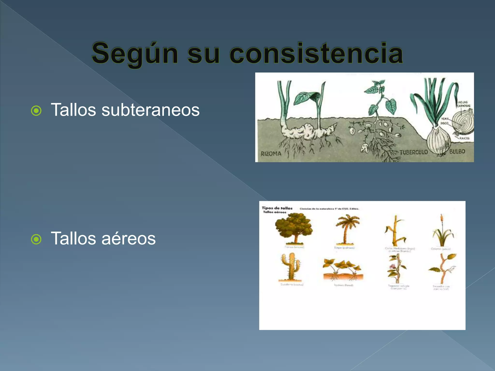 tipos de tallos de las plantas | PPT