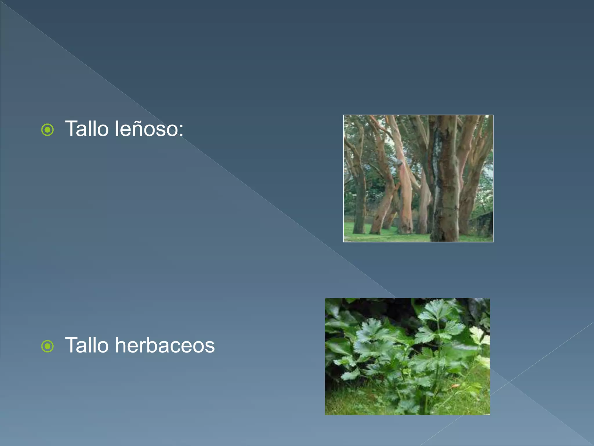 tipos de tallos de las plantas | PPT