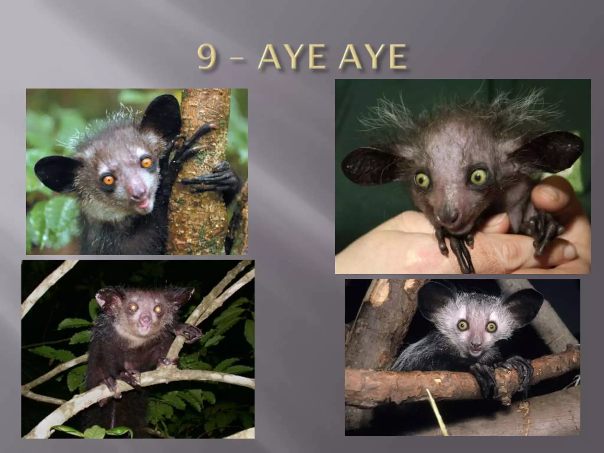 Weird Animals | PPTX