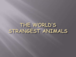 Weird Animals | PPTX
