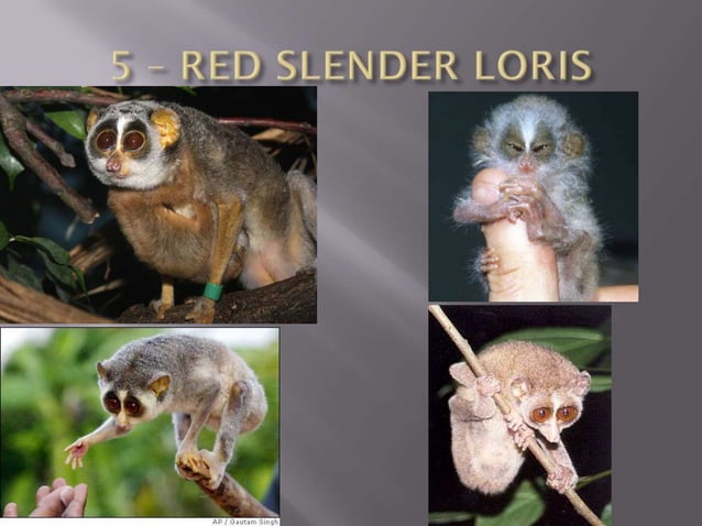 Weird Animals | PPT