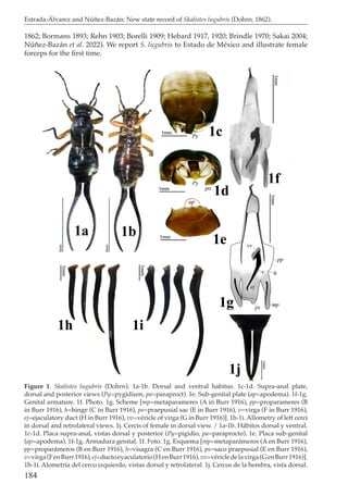Nuevo registro de dermaptera méxico.pdf
