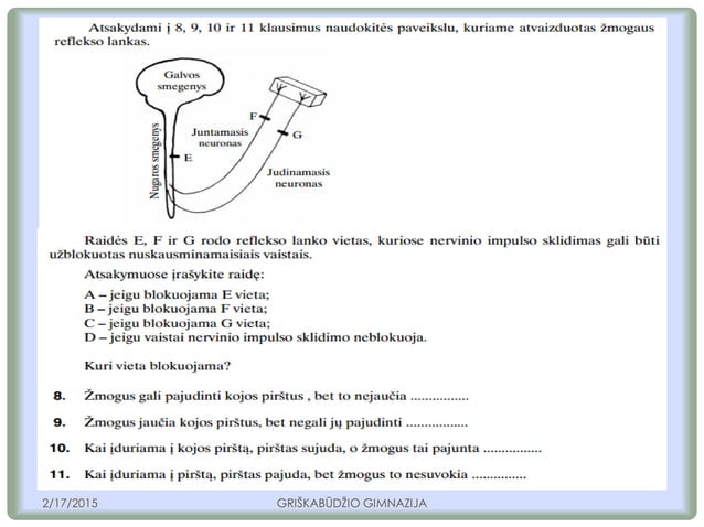 nugaros_smegenys_ir_refleksas.pdf
