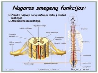 nugaros_smegenys_ir_refleksas.pdf
