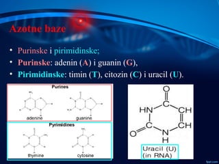 Nukleinske kiseline | PPT