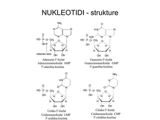 Nukleinske kiseline | PDF