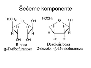 Nukleinske kiseline | PDF