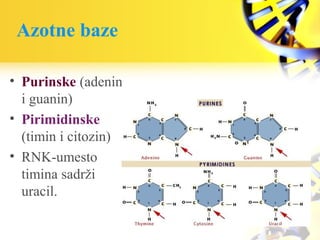 Nukleinske kiseline | PPT