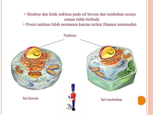 Nukleus dan ribosom | PPTX