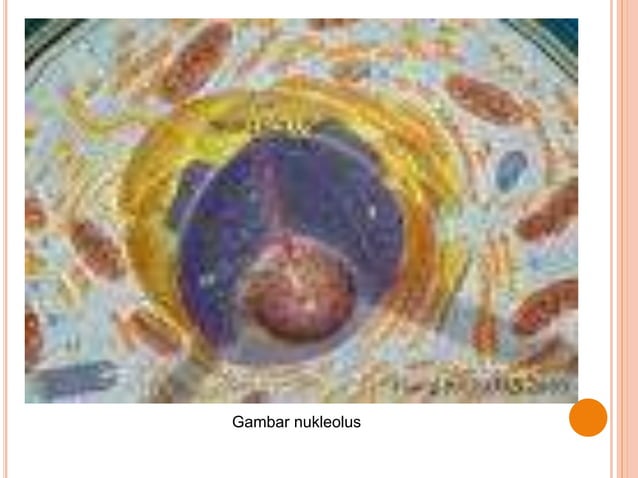 Nukleus dan ribosom | PPTX