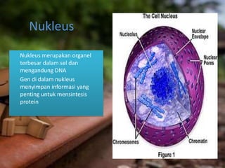 Nukleus & ribosom | PPT