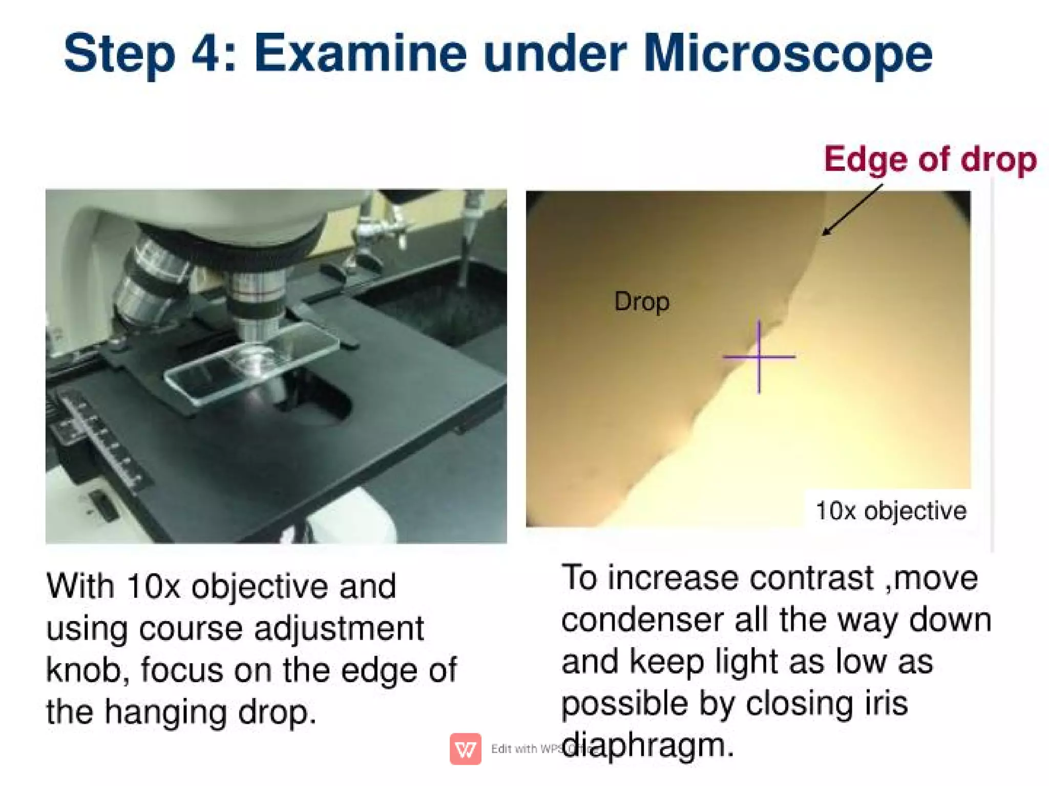 Wet mount and hanging drop methods. | PDF