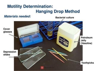 Wet mount and hanging drop methods. | PDF
