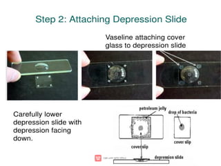 Wet mount and hanging drop methods. | PDF