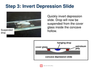 Wet mount and hanging drop methods. | PDF
