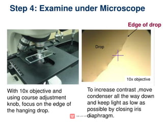 Wet mount and hanging drop methods. | PDF