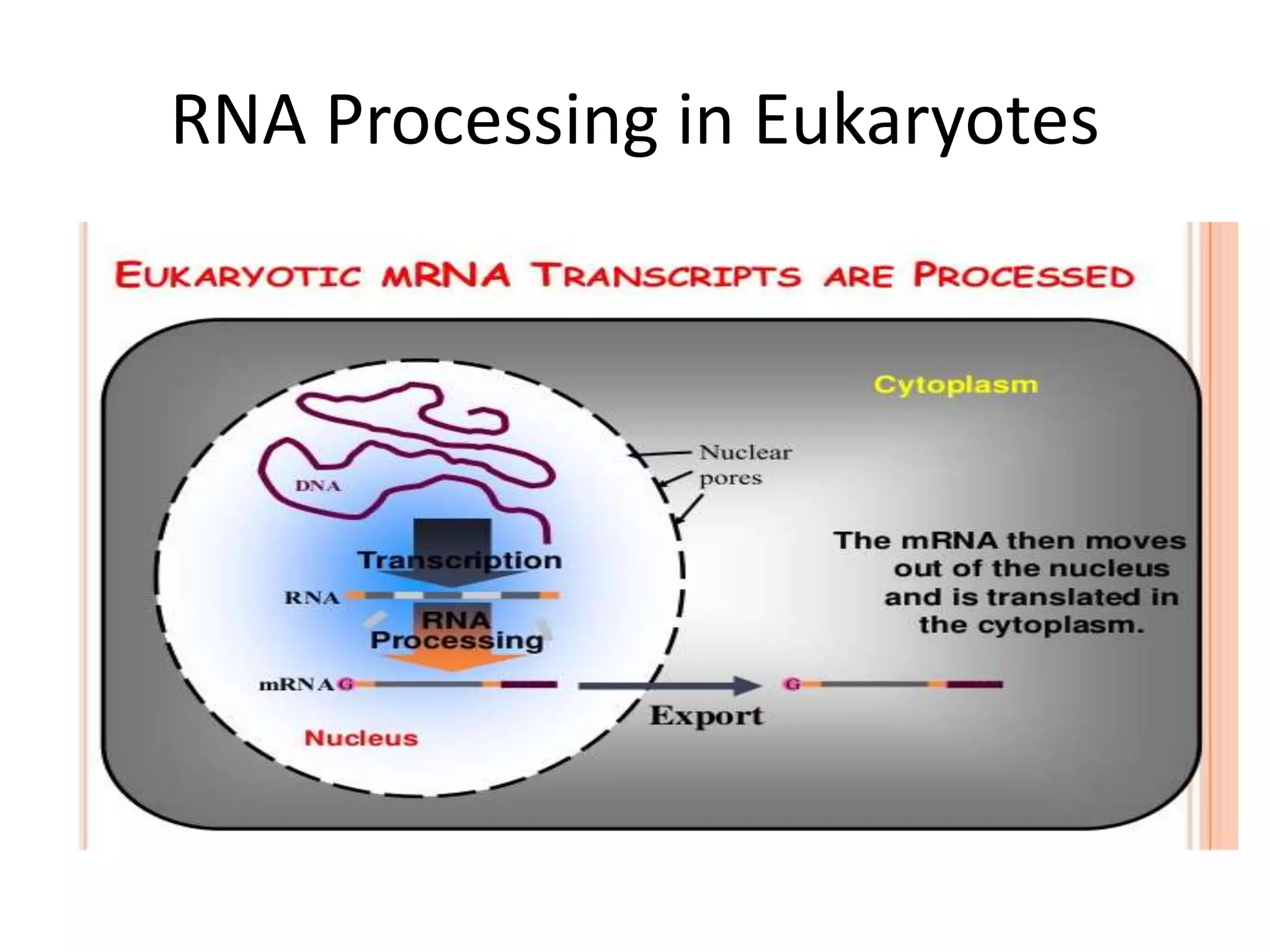 RNA Processing: Post Transcriptional Modifications ,Splicing , Capping ,Poly A Tail, RNA Editing ...