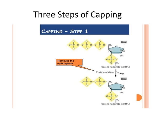 RNA Processing: Post Transcriptional Modifications ,Splicing , Capping ...