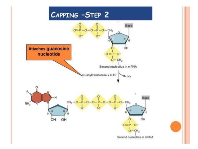 RNA Processing: Post Transcriptional Modifications ,Splicing , Capping ...