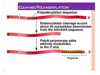 RNA Processing: Post Transcriptional Modifications ,Splicing , Capping ...