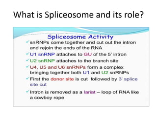 RNA Processing: Post Transcriptional Modifications ,Splicing , Capping ...
