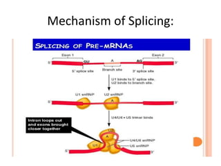 RNA Processing: Post Transcriptional Modifications ,Splicing , Capping ...