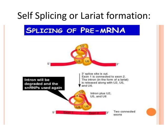 RNA Processing: Post Transcriptional Modifications ,Splicing , Capping ...