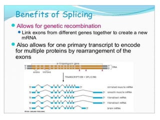 RNA Processing: Post Transcriptional Modifications ,Splicing , Capping ,Poly A Tail, RNA Editing ...