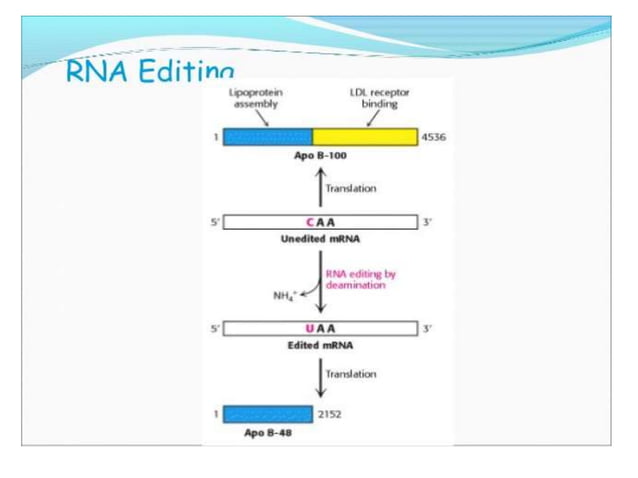 RNA Processing: Post Transcriptional Modifications ,Splicing , Capping ...