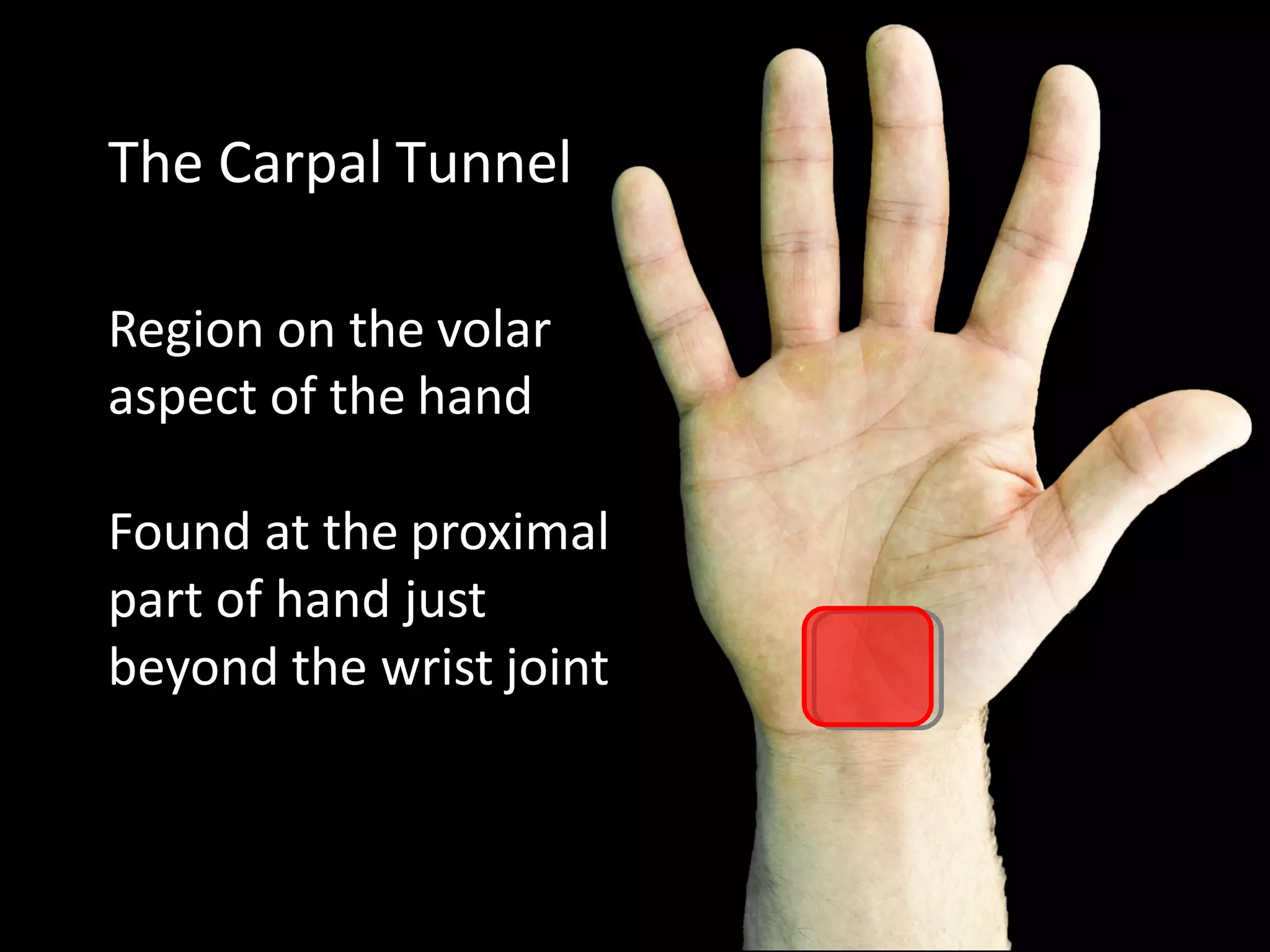 Carpal tunnel | PDF