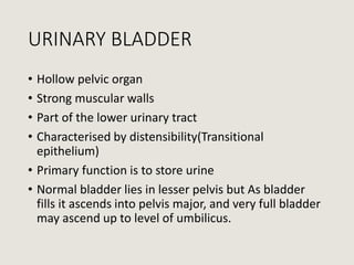 Bladder | PPTX